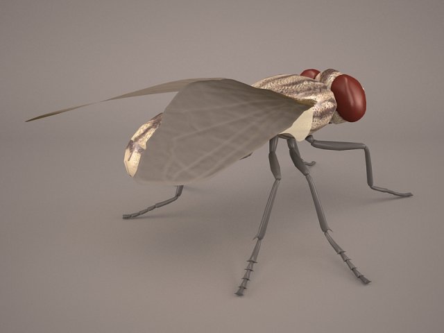 musca domestica 3D Model in Insects 3DExport