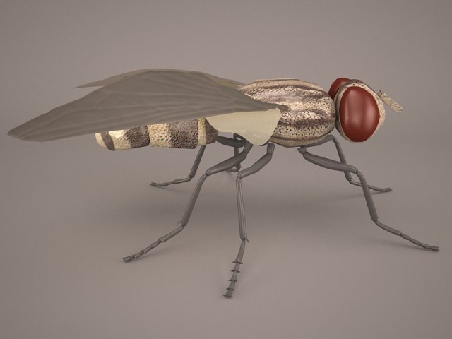 musca domestica 3D Model in Insects 3DExport