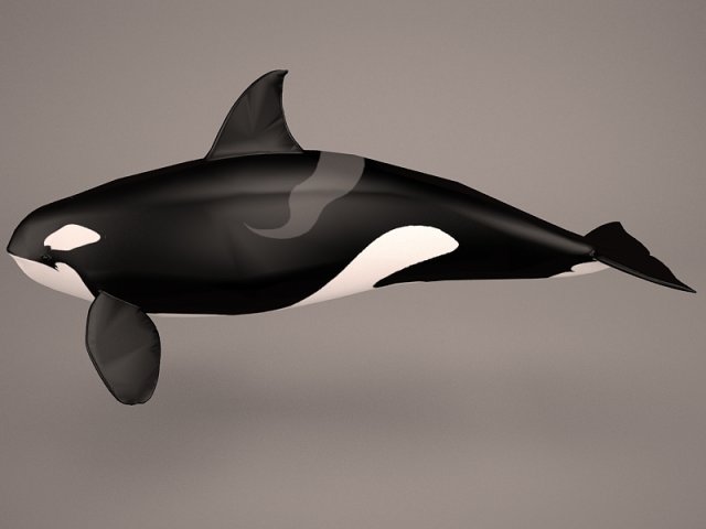 orca whale 3D Model in Whale 3DExport