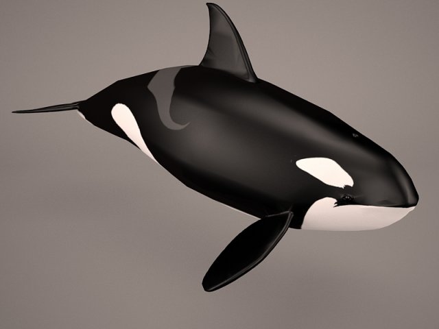 orca whale 3D Model in Whale 3DExport