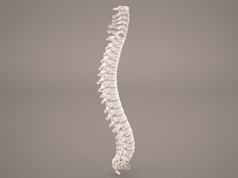 human vertebral column 3D Models in Anatomy 3DExport