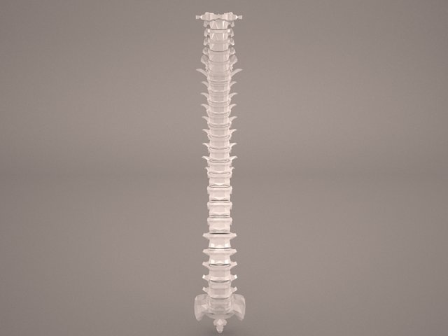 human vertebral column 3D Model in Anatomy 3DExport