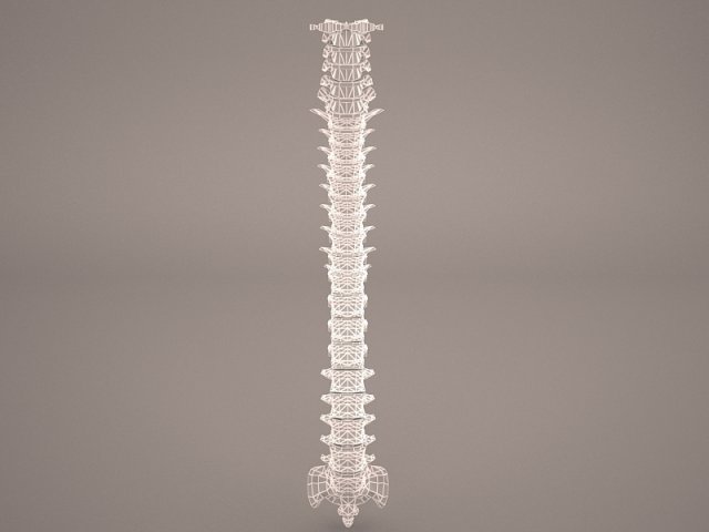 human vertebral column 3D Model in Anatomy 3DExport