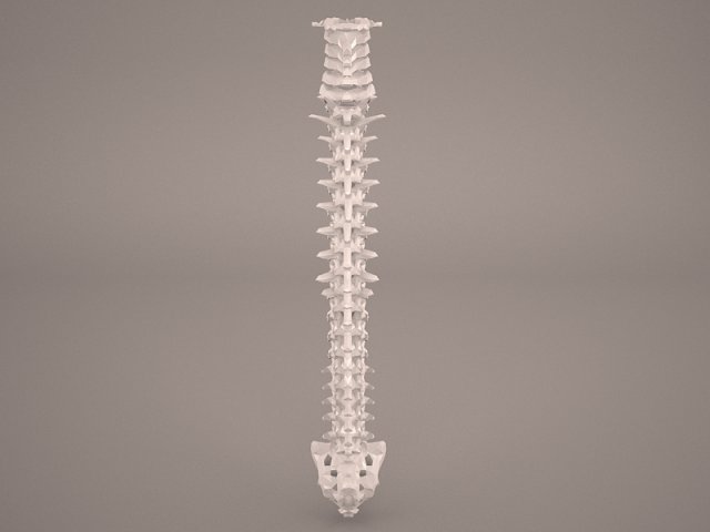 human vertebral column 3D Model in Anatomy 3DExport