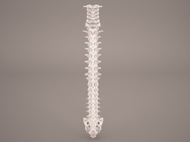 human vertebral column 3D Model in Anatomy 3DExport