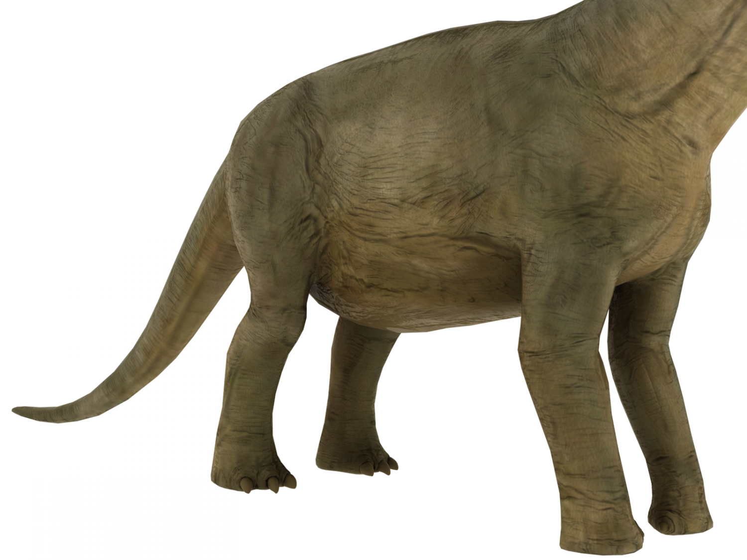 Brontosaurus 3D Model in Dinosaur 3DExport