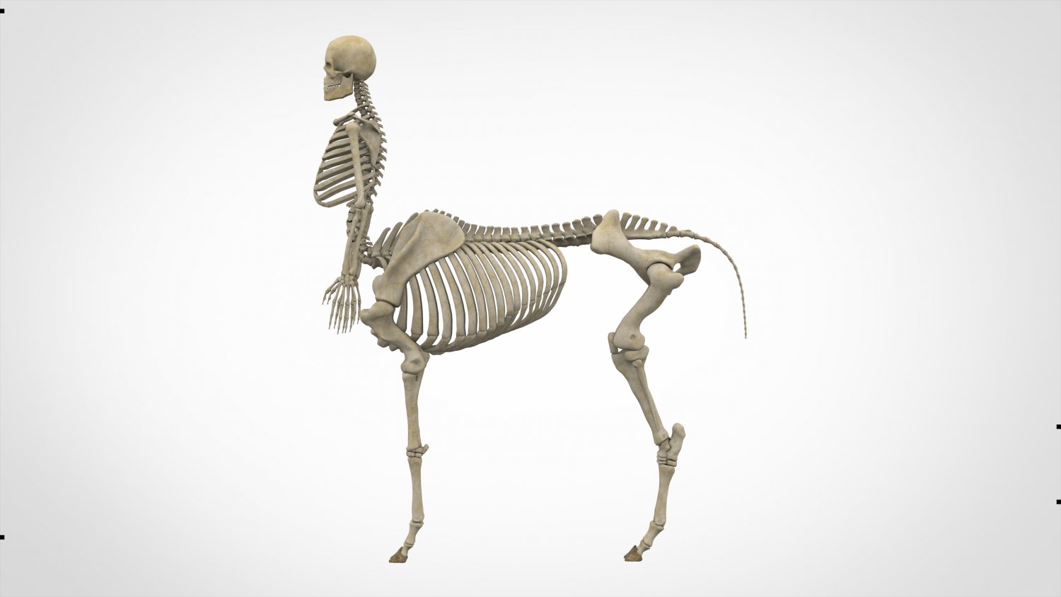 centaur skeleton Model 3D in Anatomi 3DExport
