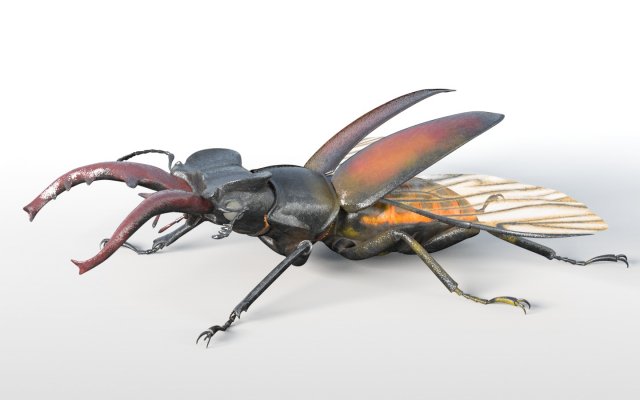 stag beetle pbr rigged low poly insect 3D Model in Insects 3DExport