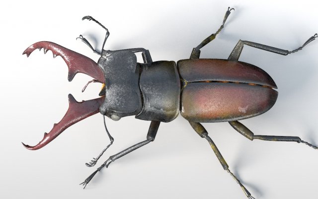 stag beetle pbr rigged low poly insect 3D Model in Insects 3DExport