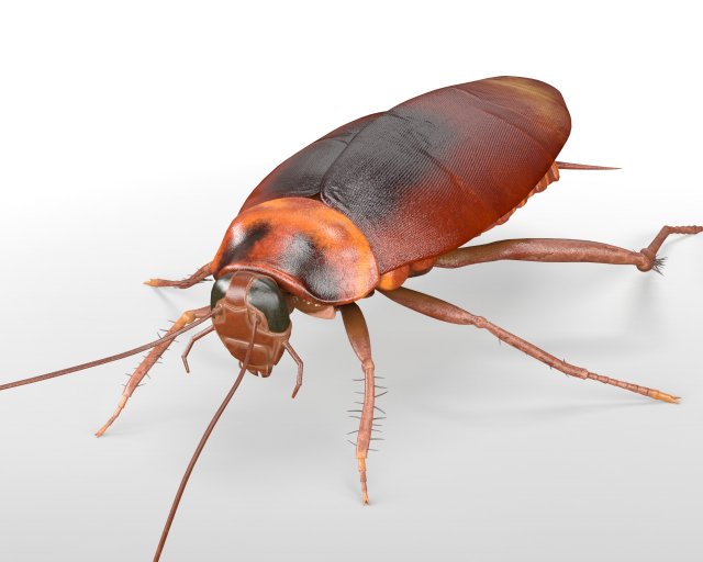 cockroach rigged pbr low poly insect 3D Model in Insects 3DExport