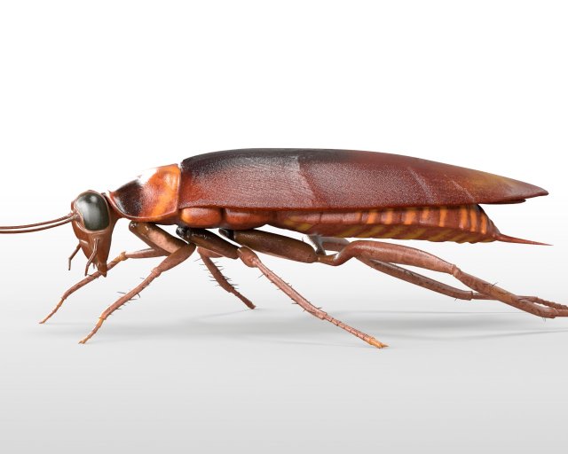 cockroach rigged pbr low poly insect 3D Model in Insects 3DExport