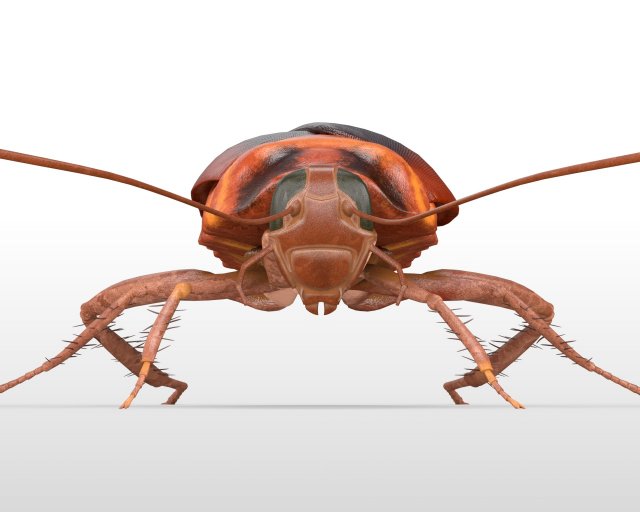 cockroach rigged pbr low poly insect 3D Model in Insects 3DExport