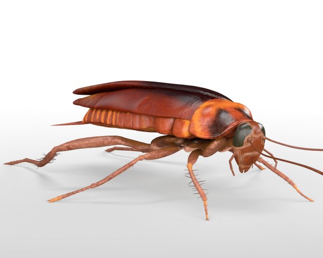 cockroach rigged pbr low poly insect 3D Model in Insects 3DExport
