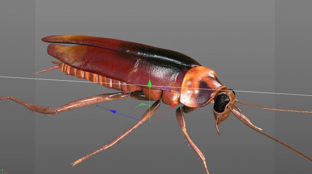cockroach rigged pbr low poly insect 3D Model in Insects 3DExport
