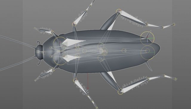 cockroach rigged pbr low poly insect 3D Model in Insects 3DExport
