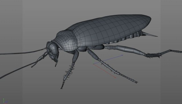 cockroach rigged pbr low poly insect 3D Model in Insects 3DExport