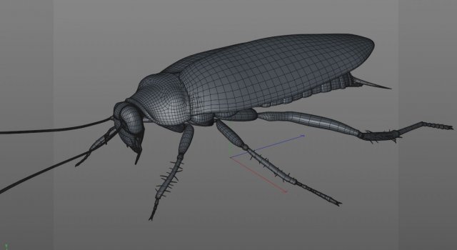 cockroach rigged pbr low poly insect 3D Model in Insects 3DExport