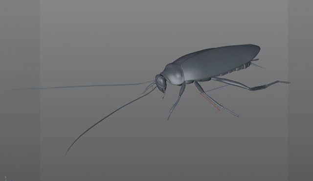 cockroach rigged pbr low poly insect 3D Model in Insects 3DExport