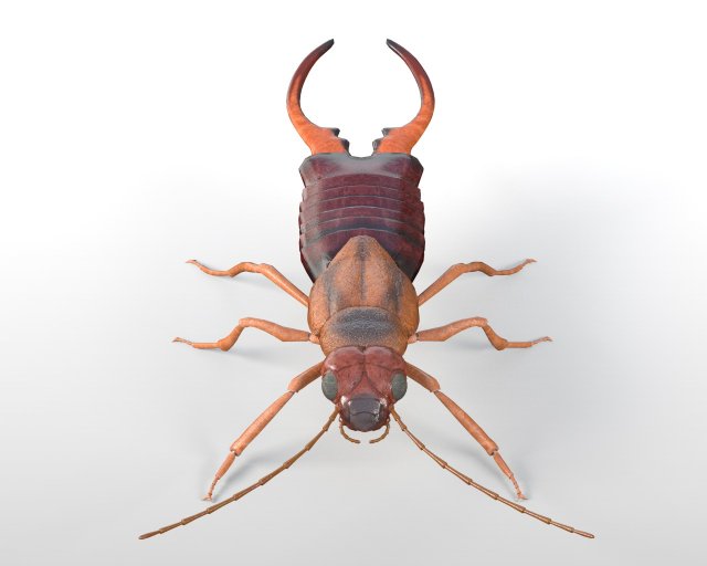 earwig rigged pbr low poly insect 3D Model in Insects 3DExport