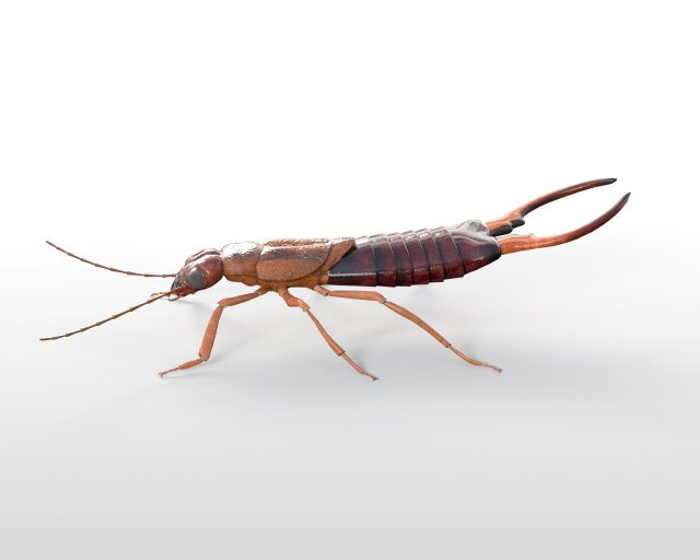 earwig rigged pbr low poly insect 3D Model in Insects 3DExport