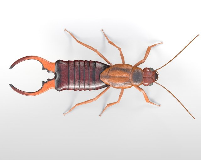 earwig rigged pbr low poly insect 3D Model in Insects 3DExport