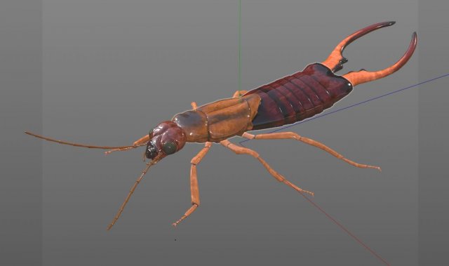earwig rigged pbr low poly insect 3D Model in Insects 3DExport