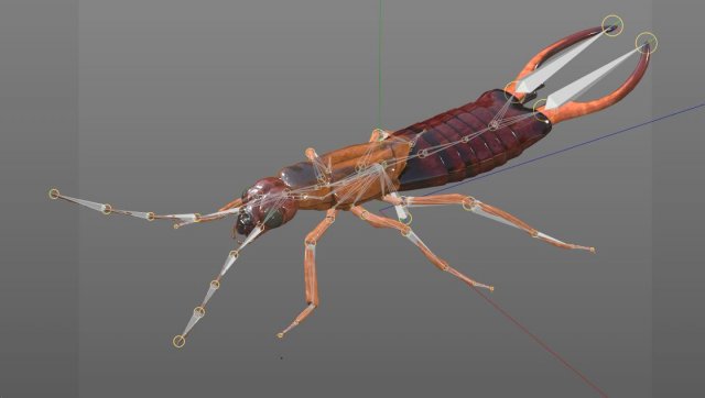 earwig rigged pbr low poly insect 3D Model in Insects 3DExport