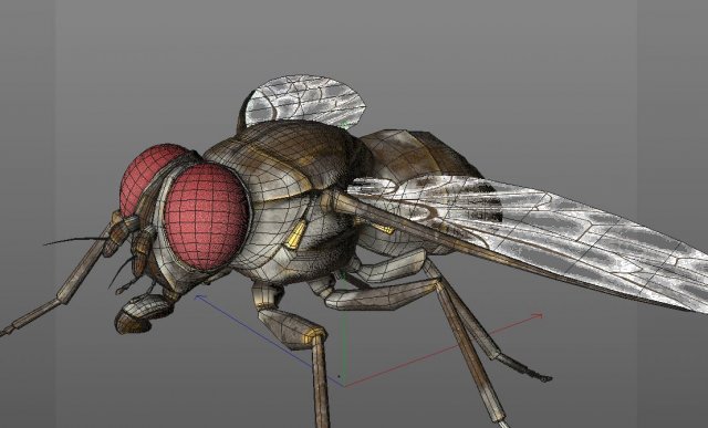 housefly rigged hairs insect pbr low poly 3D Model in Insects 3DExport