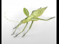 Jungle Nymph Rigged low poly pbr insect 3D Model in Insects 3DExport
