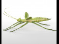 Jungle Nymph Rigged low poly pbr insect 3D Model in Insects 3DExport