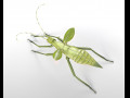 Jungle Nymph Rigged low poly pbr insect 3D Model in Insects 3DExport