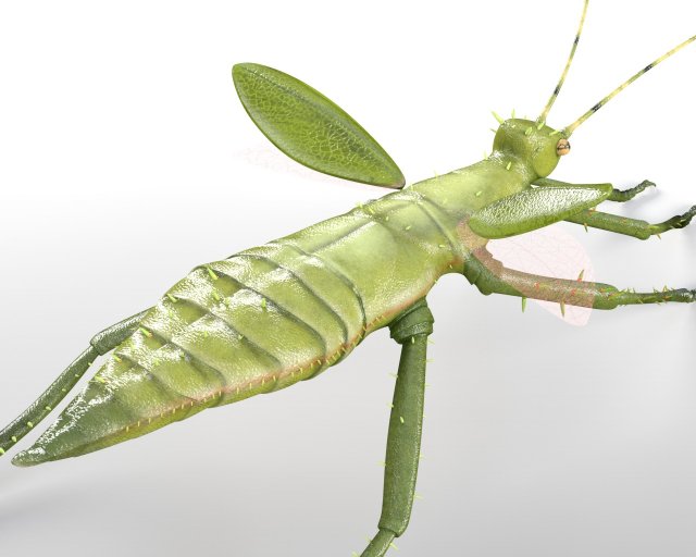 jungle nymph rigged low poly pbr insect 3D Model in Insects 3DExport