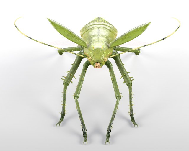jungle nymph rigged low poly pbr insect 3D Model in Insects 3DExport
