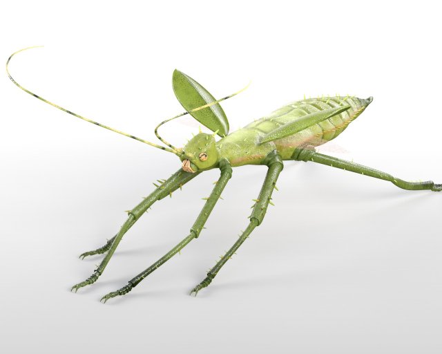 jungle nymph rigged low poly pbr insect 3D Model in Insects 3DExport