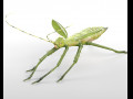 Jungle Nymph Rigged low poly pbr insect 3D Model in Insects 3DExport
