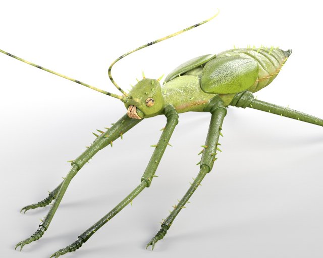 jungle nymph rigged low poly pbr insect 3D Model in Insects 3DExport