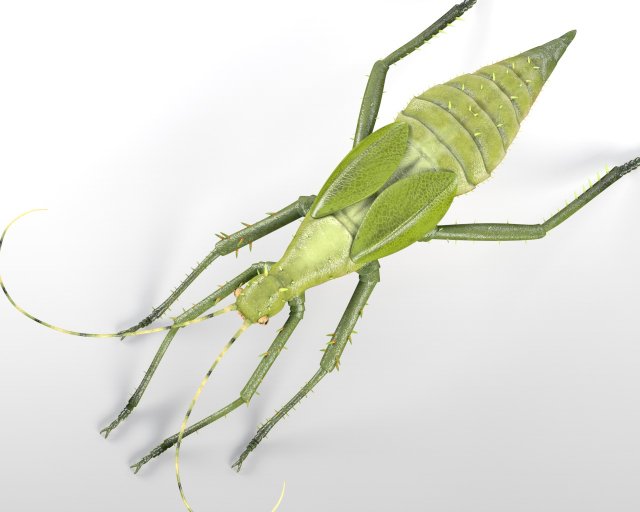 jungle nymph rigged low poly pbr insect 3D Model in Insects 3DExport