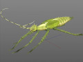 Jungle Nymph Rigged low poly pbr insect 3D Model in Insects 3DExport