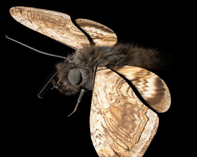moth rigged hairs low poly insect pbr 3D Model in Insects 3DExport