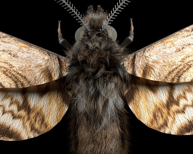 moth rigged hairs low poly insect pbr 3D Model in Insects 3DExport