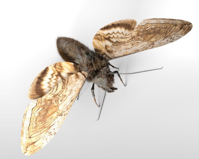 moth rigged hairs low poly insect pbr 3D Model in Insects 3DExport