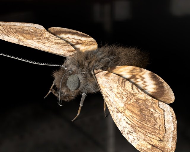 moth rigged hairs low poly insect pbr 3D Model in Insects 3DExport