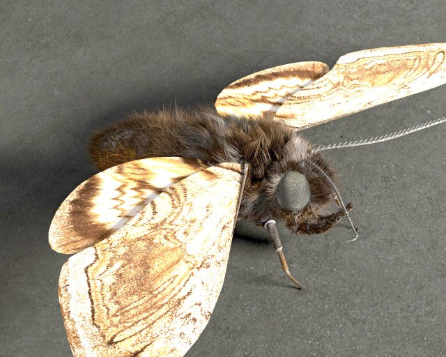 moth rigged hairs low poly insect pbr 3D Model in Insects 3DExport