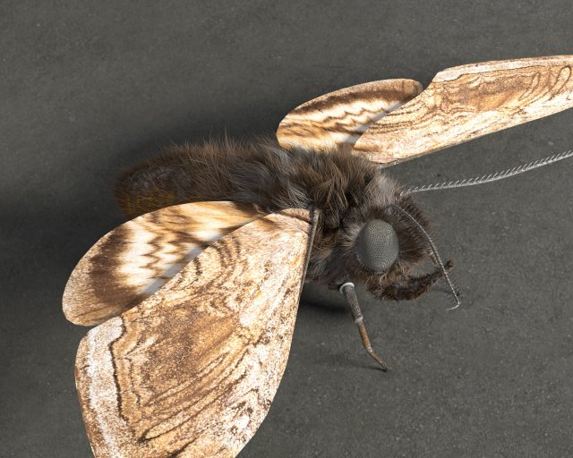 moth rigged hairs low poly insect pbr 3D Model in Insects 3DExport