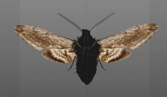 moth rigged hairs low poly insect pbr 3D Model in Insects 3DExport