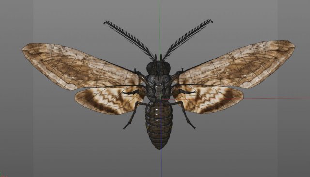 moth rigged hairs low poly insect pbr 3D Model in Insects 3DExport