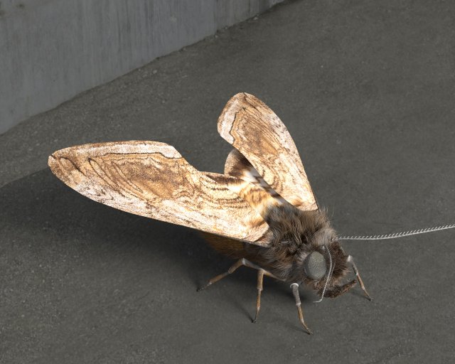 moth rigged hairs low poly insect pbr 3D Model in Insects 3DExport