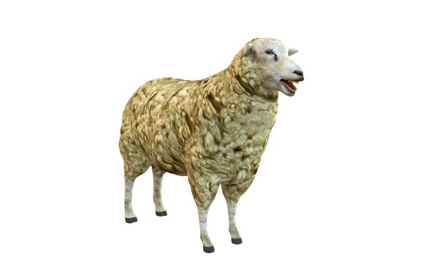 sheep rigged animal 3D Model in Sheep 3DExport