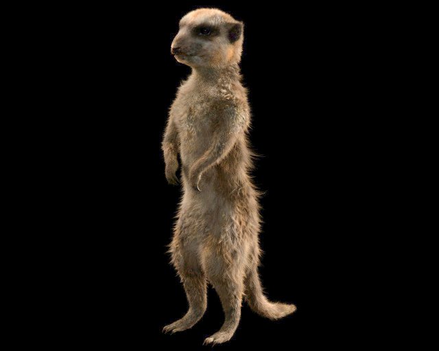 meerkat hairs rigged low poly animal 3D 模型 in 猫 3DExport