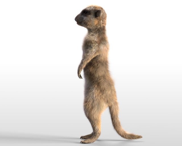 meerkat hairs rigged low poly animal 3D 模型 in 猫 3DExport